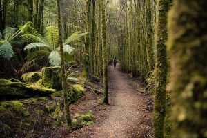 Philosopher Falls Waratah | Enjoy Tasmania