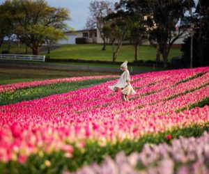 Table Cape Tasmania - Tulips, Attractions, Accommodation